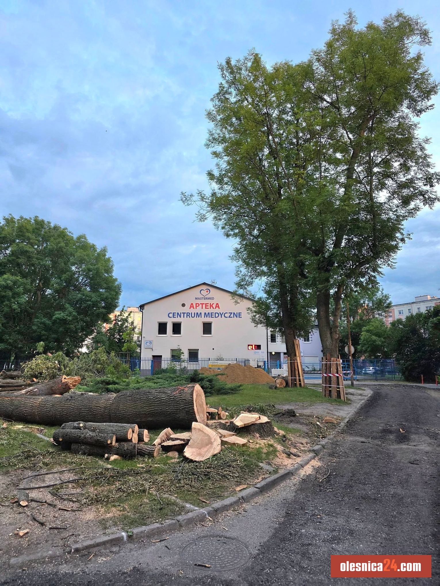 22 drzewa pod topór. Kolejny radny ostro o wycince w Oleśnicy: To ...